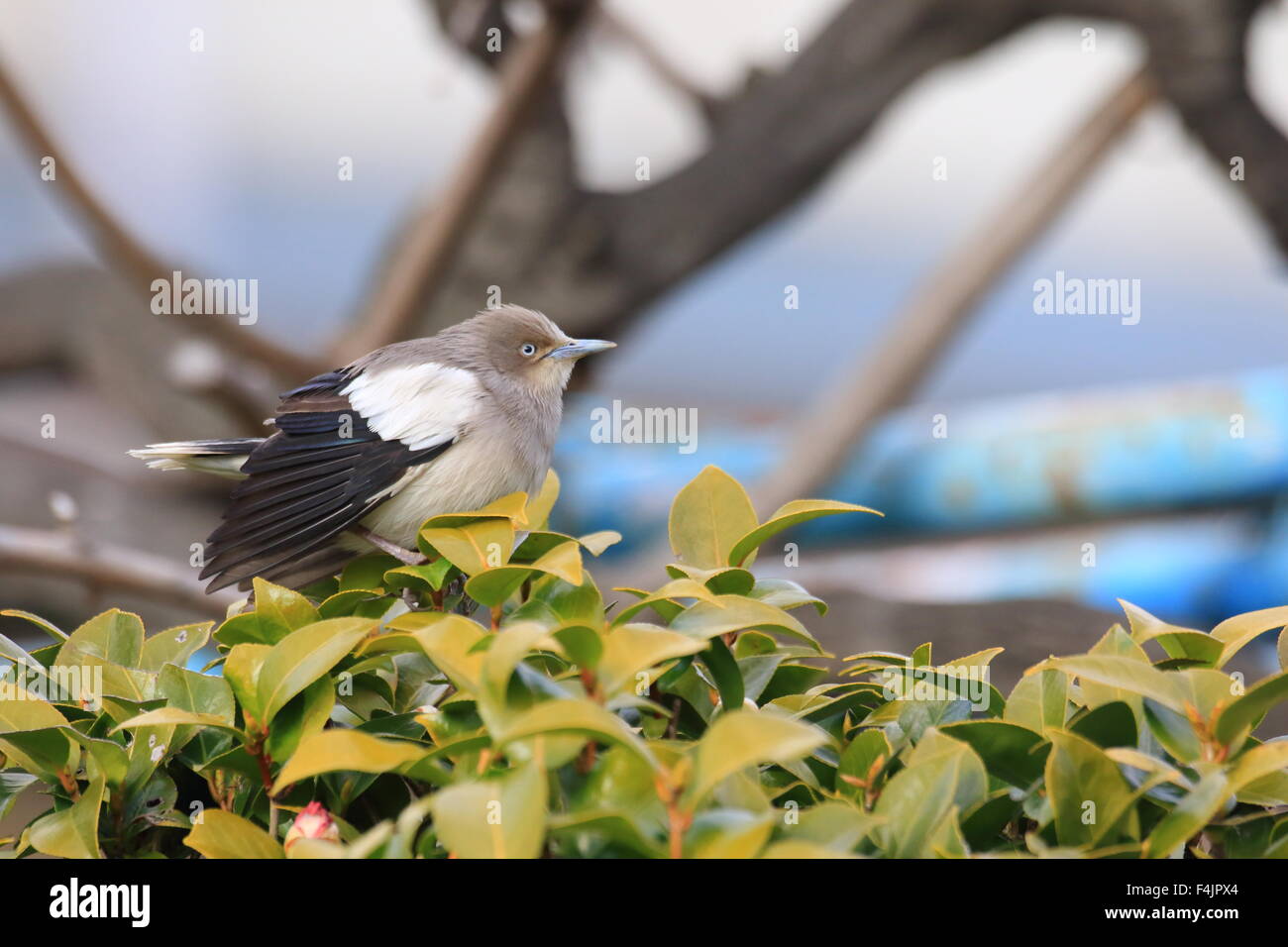 White-shouldered Starling (Sturnus sinensis) in Japan Stock Photo - Alamy