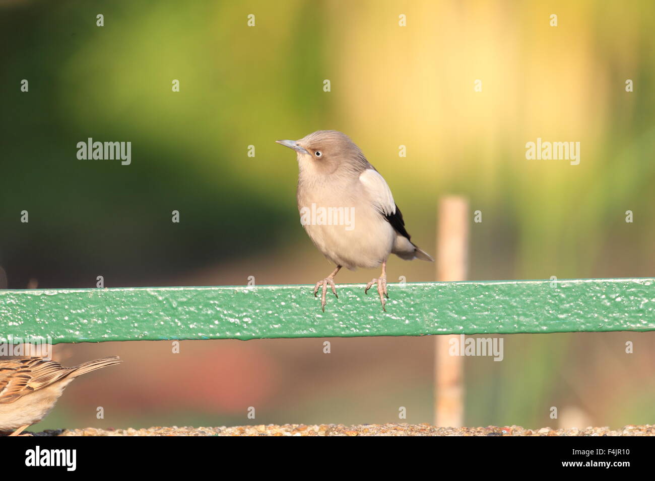 White-shouldered Starling (Sturnus sinensis) in Japan Stock Photo - Alamy