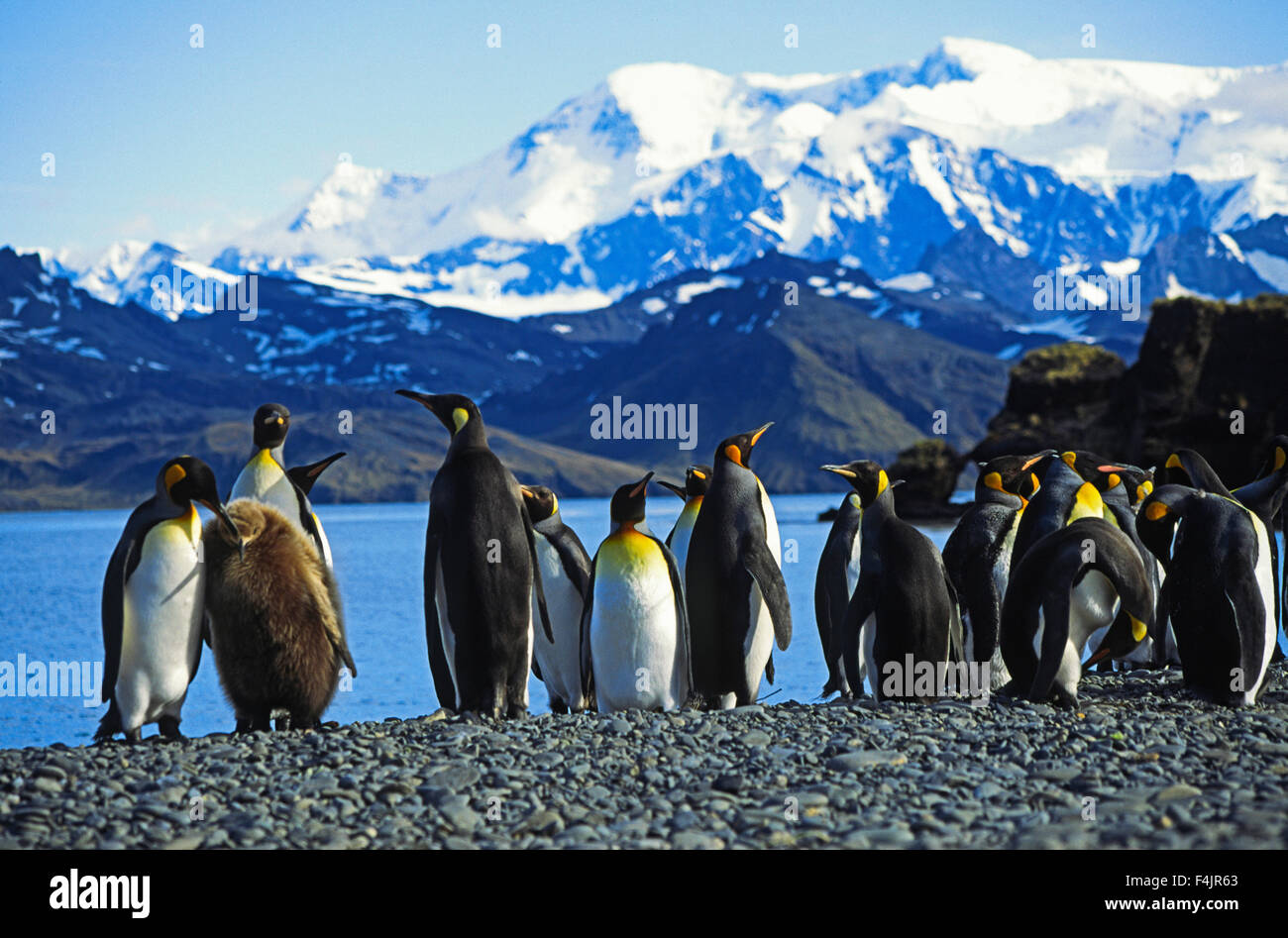 Group of penguins hi-res stock photography and images - Alamy