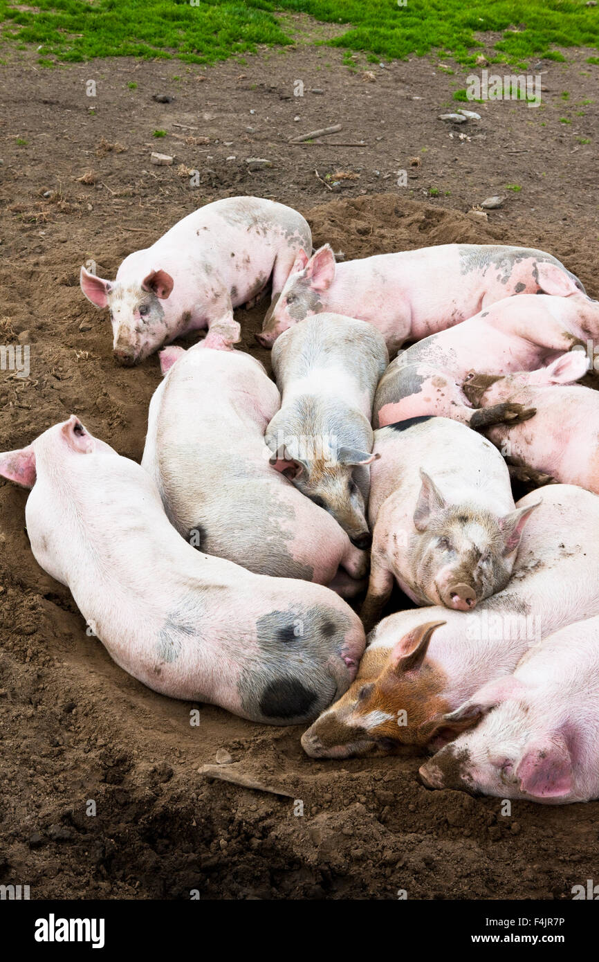 Pigs lying in dirt Stock Photo - Alamy