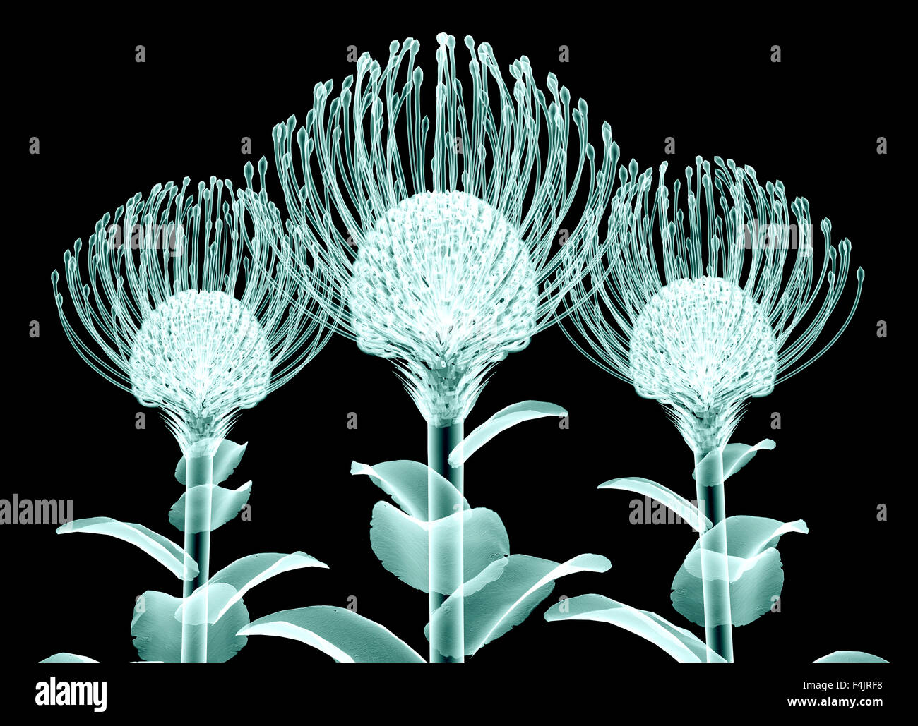 röntgen image of a flower isolated on black , the Nodding Pincushion ...