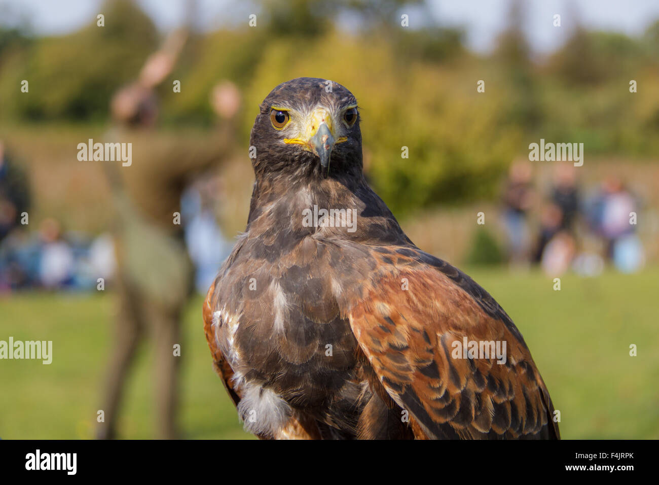 Harris hawk display hi-res stock photography and images - Alamy