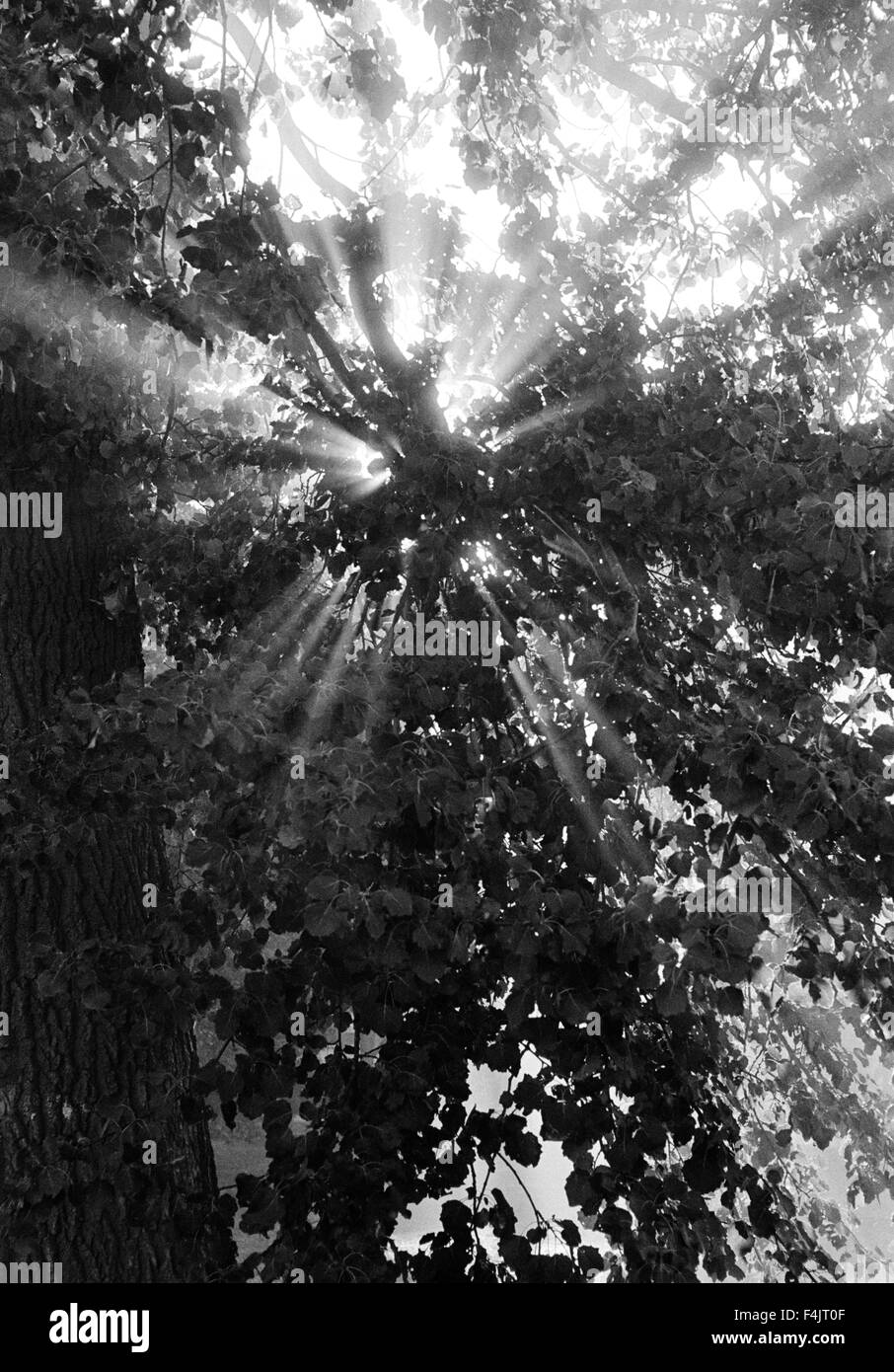 Tall trees surrounded by fog Stock Photo - Alamy