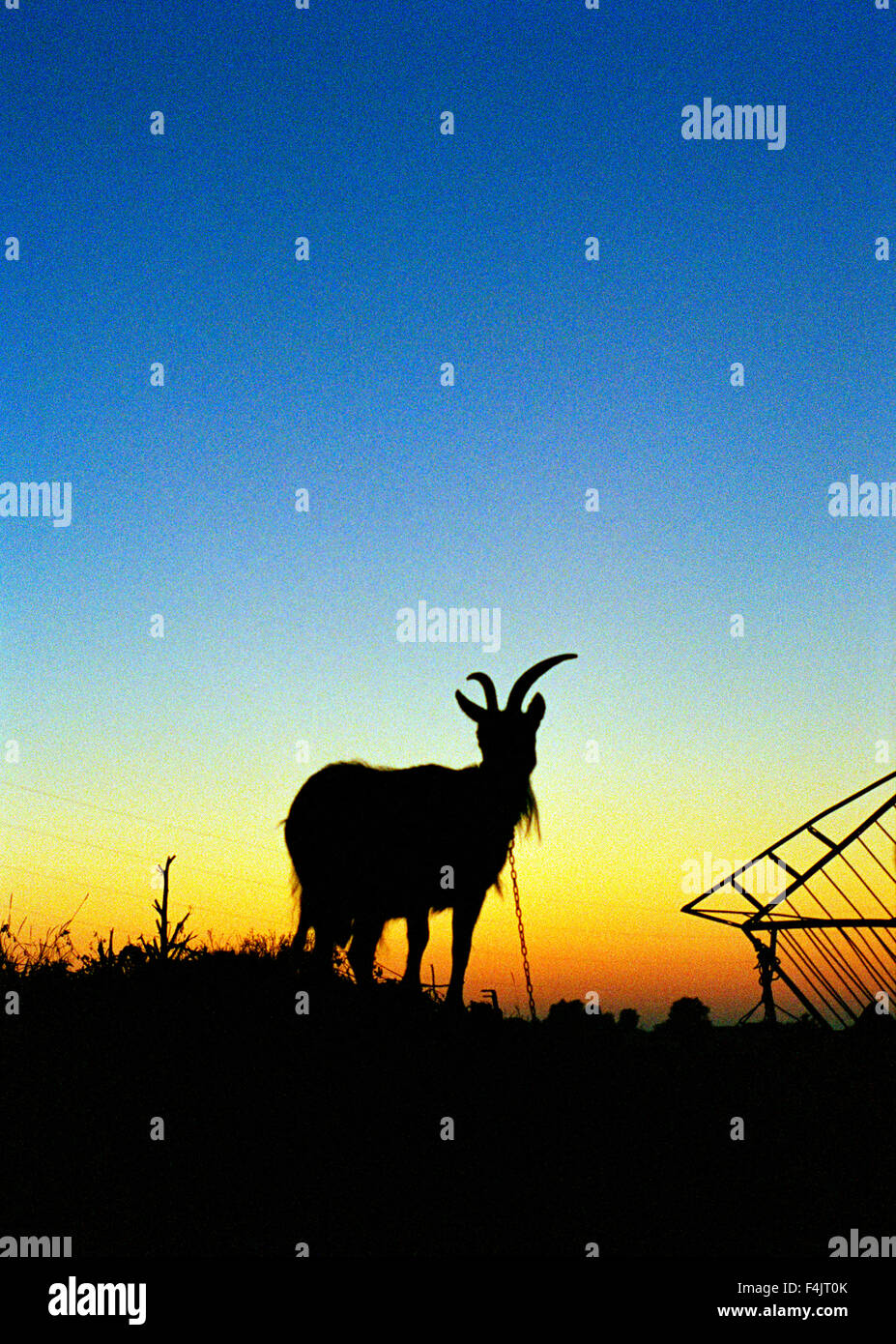 Silhouette of goat standing on landscape Stock Photo - Alamy