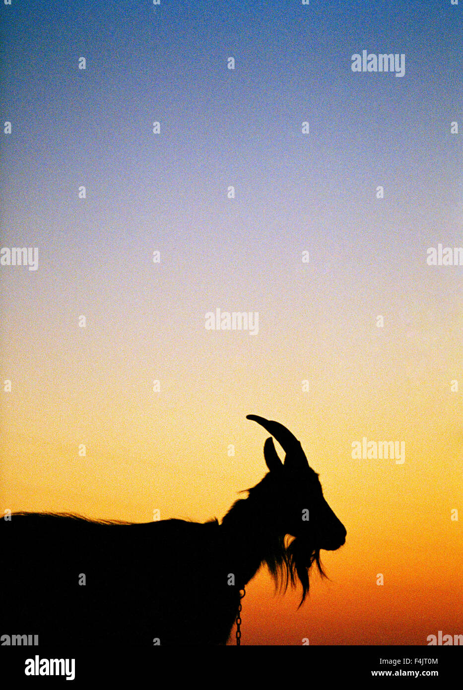 Silhouette of goat against evening sky Stock Photo - Alamy