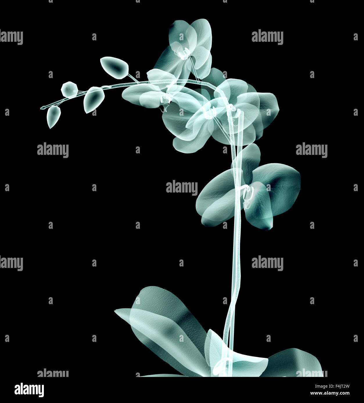 röntgen image of a flower isolated on black , the orchide Stock Photo ...