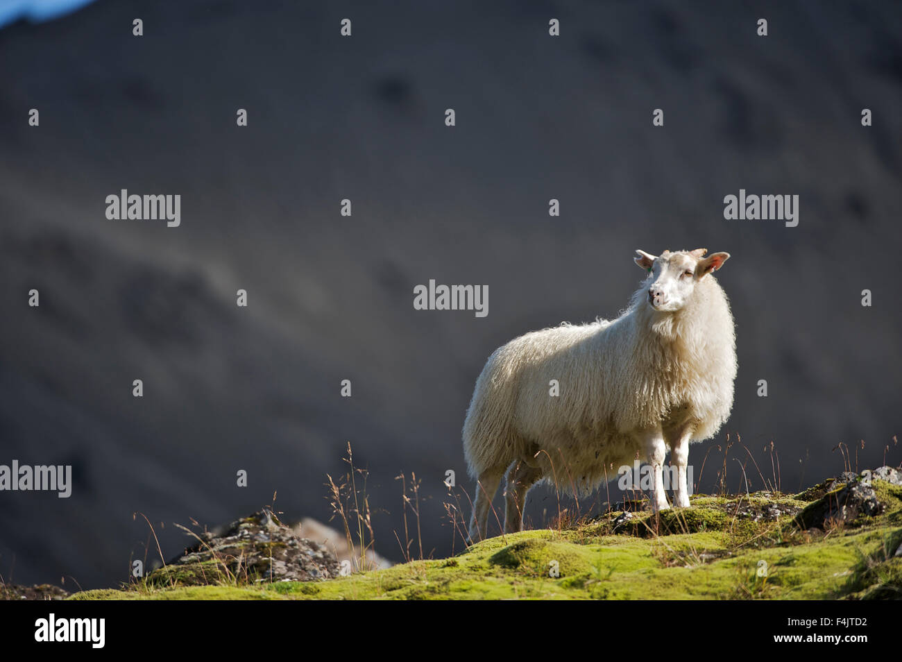 Sheep on edge cliff hi-res stock photography and images - Alamy