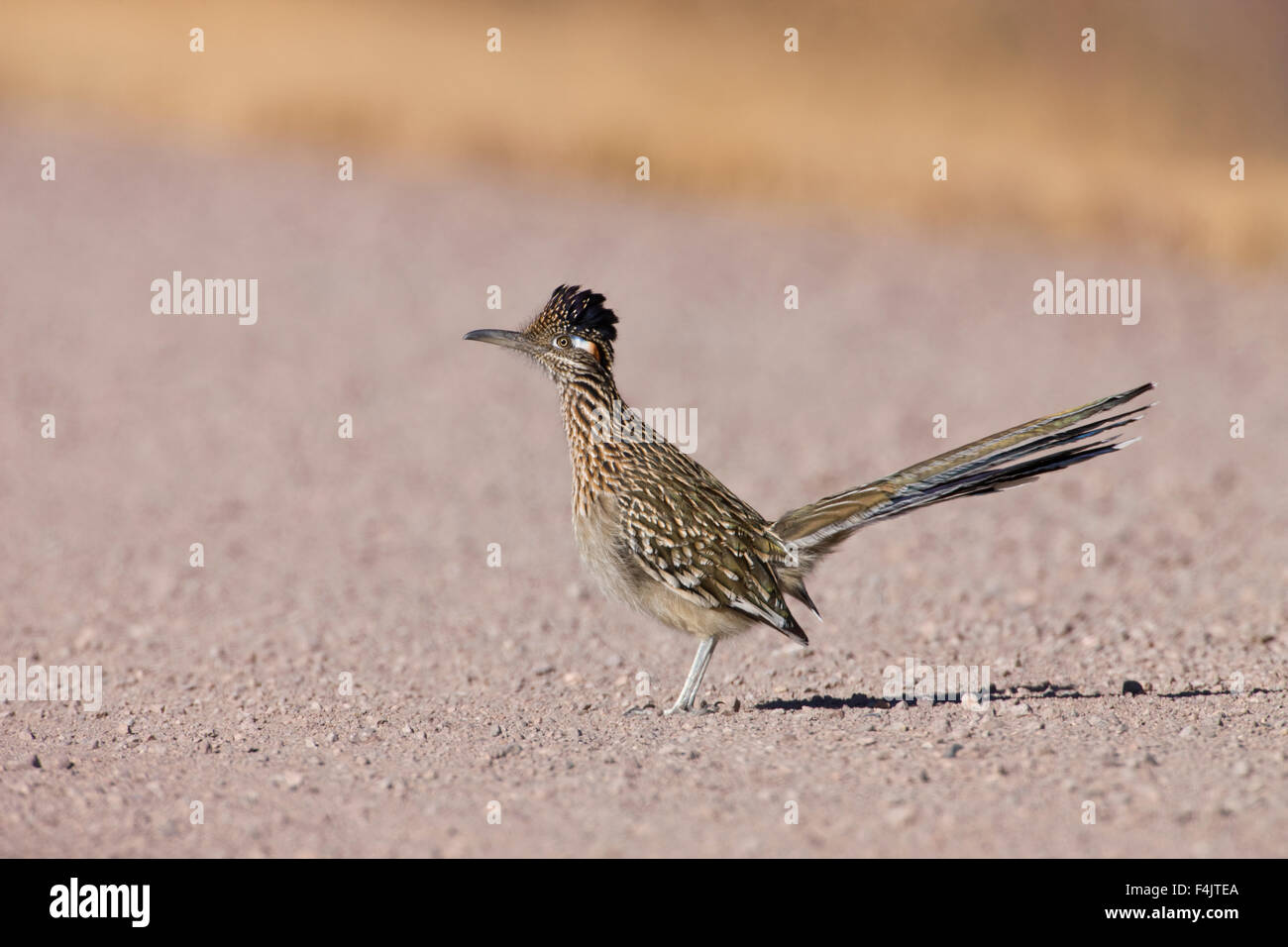 Roadrunner hi-res stock photography and images - Alamy