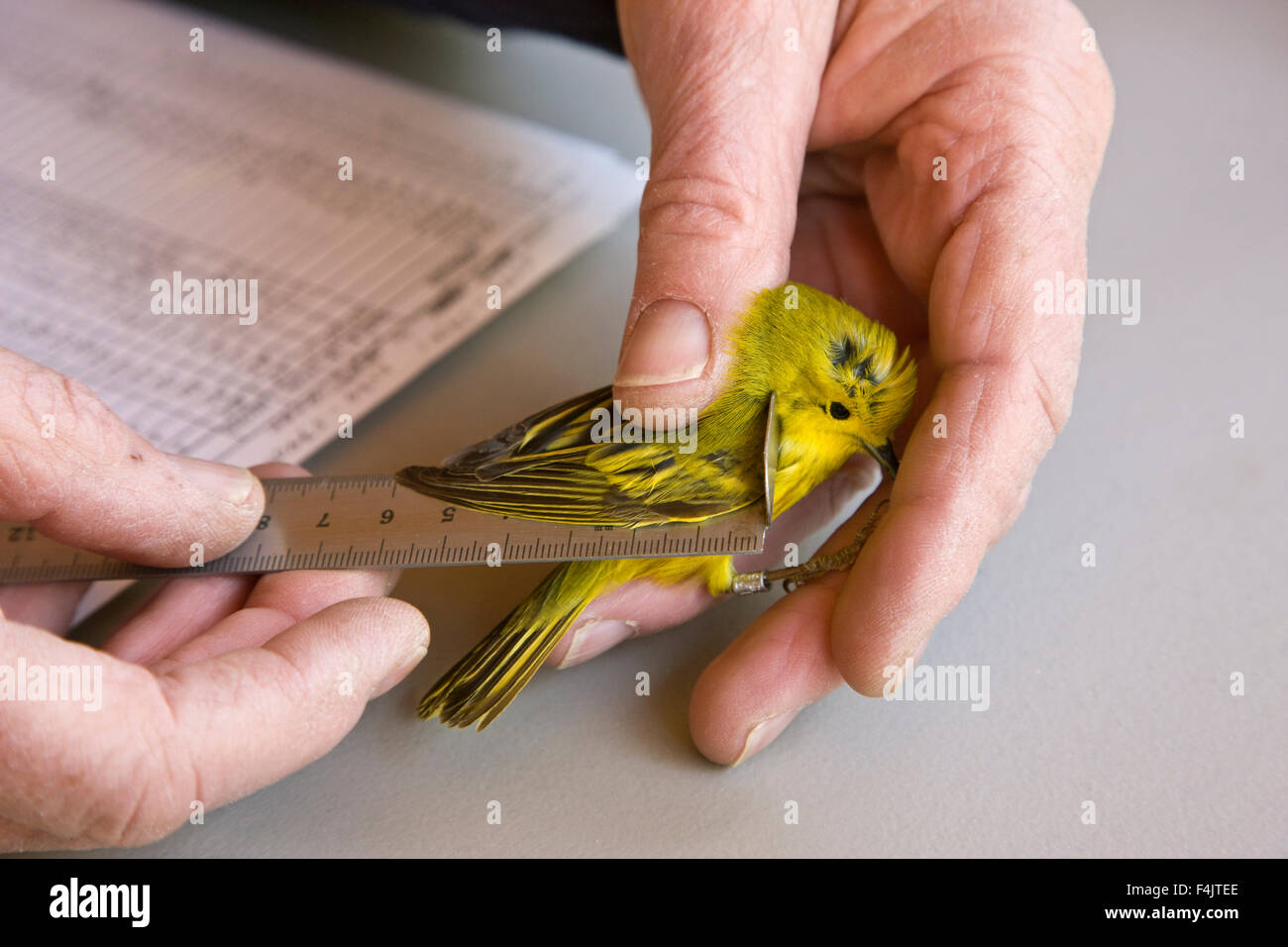 Man holding bird and measuring its wing Stock Photo - Alamy