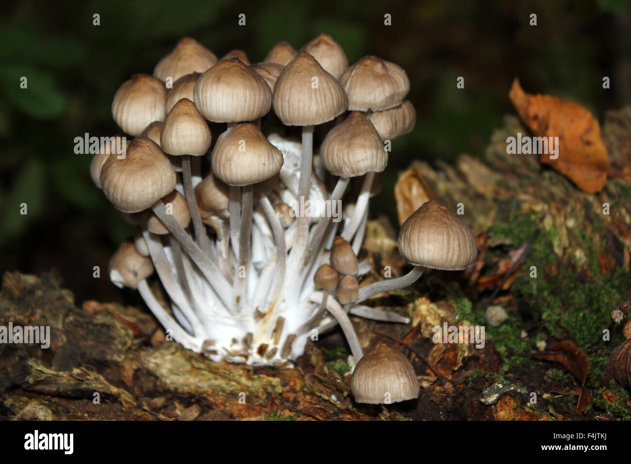 Clustered Bonnet Mycena inclinata Stock Photo - Alamy