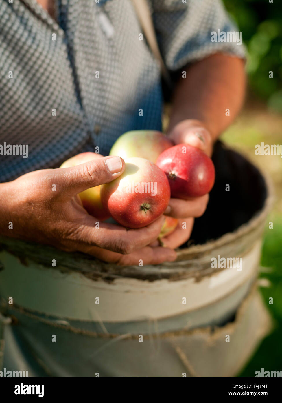 Farmer apples orchard hi-res stock photography and images - Alamy