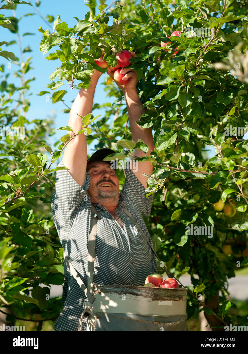 Farmer picking apples from tree Stock Photo - Alamy