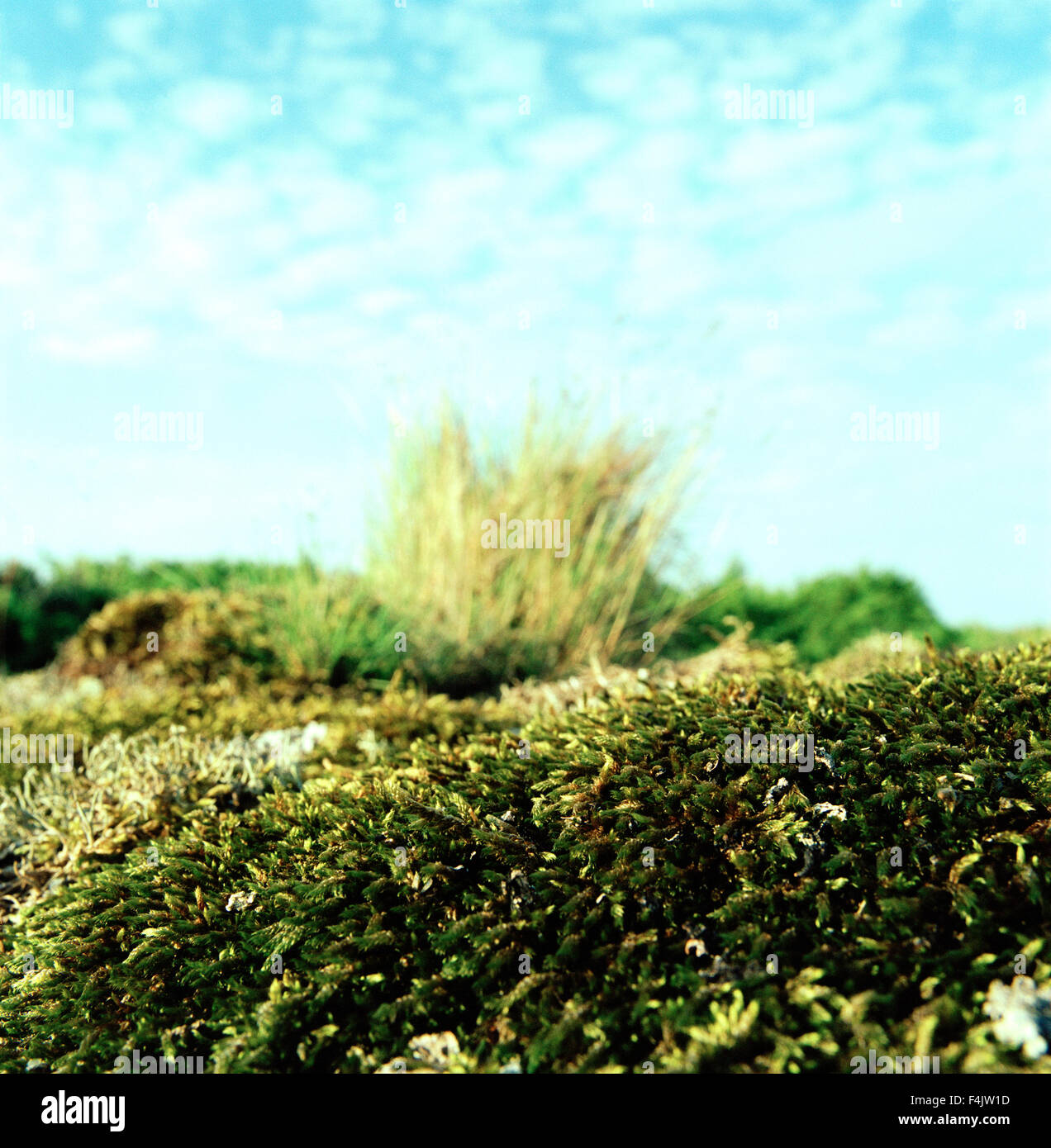 Cliff close up grass hi-res stock photography and images - Alamy