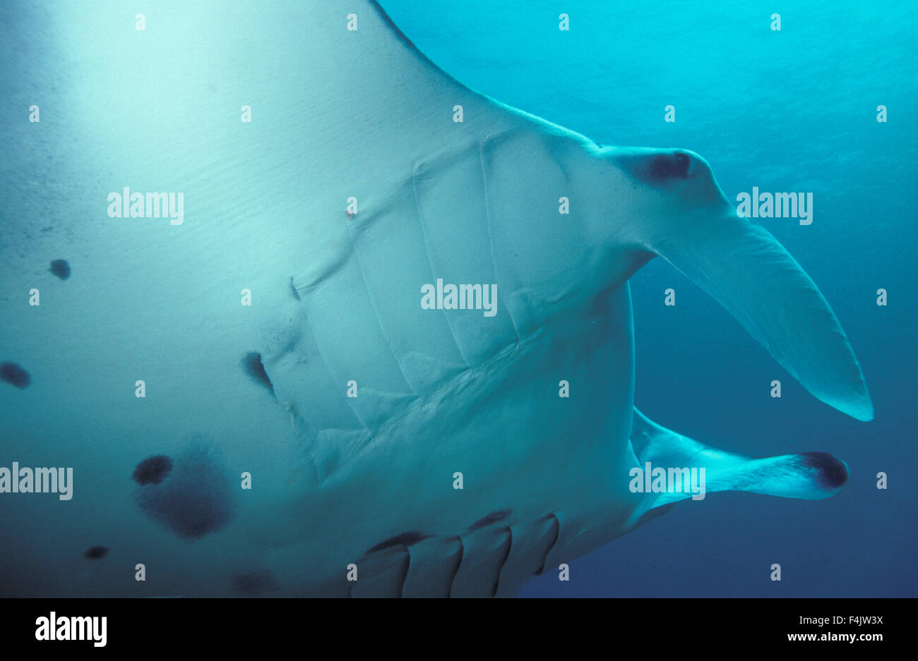 Giant manta ray gills hi-res stock photography and images - Alamy