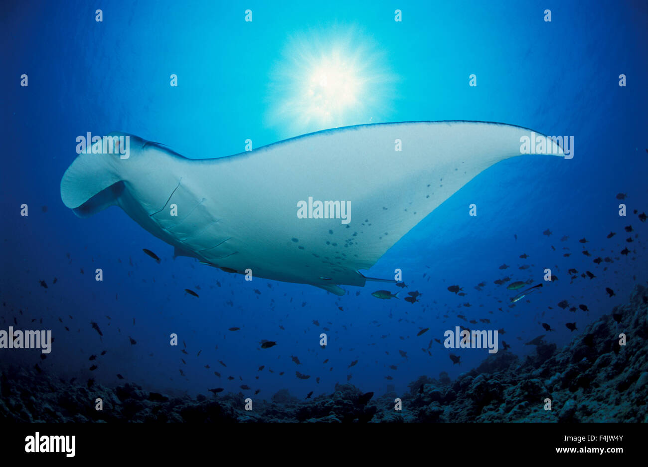 Giant manta hi-res stock photography and images - Alamy