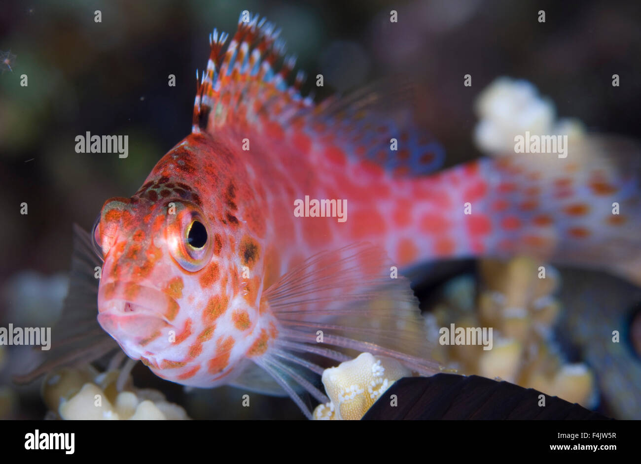 Pixy hawkfish hi-res stock photography and images - Alamy