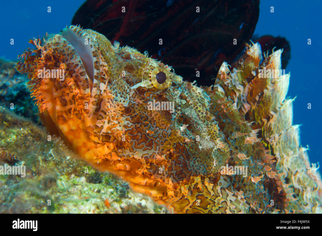 Orange scorpionfish hi-res stock photography and images - Alamy
