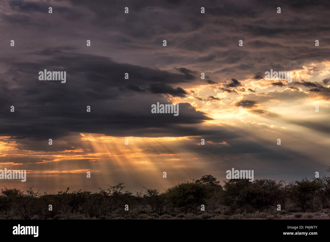 Sunset with god rays, Etosha National Park, Namibia, Africa Stock Photo ...