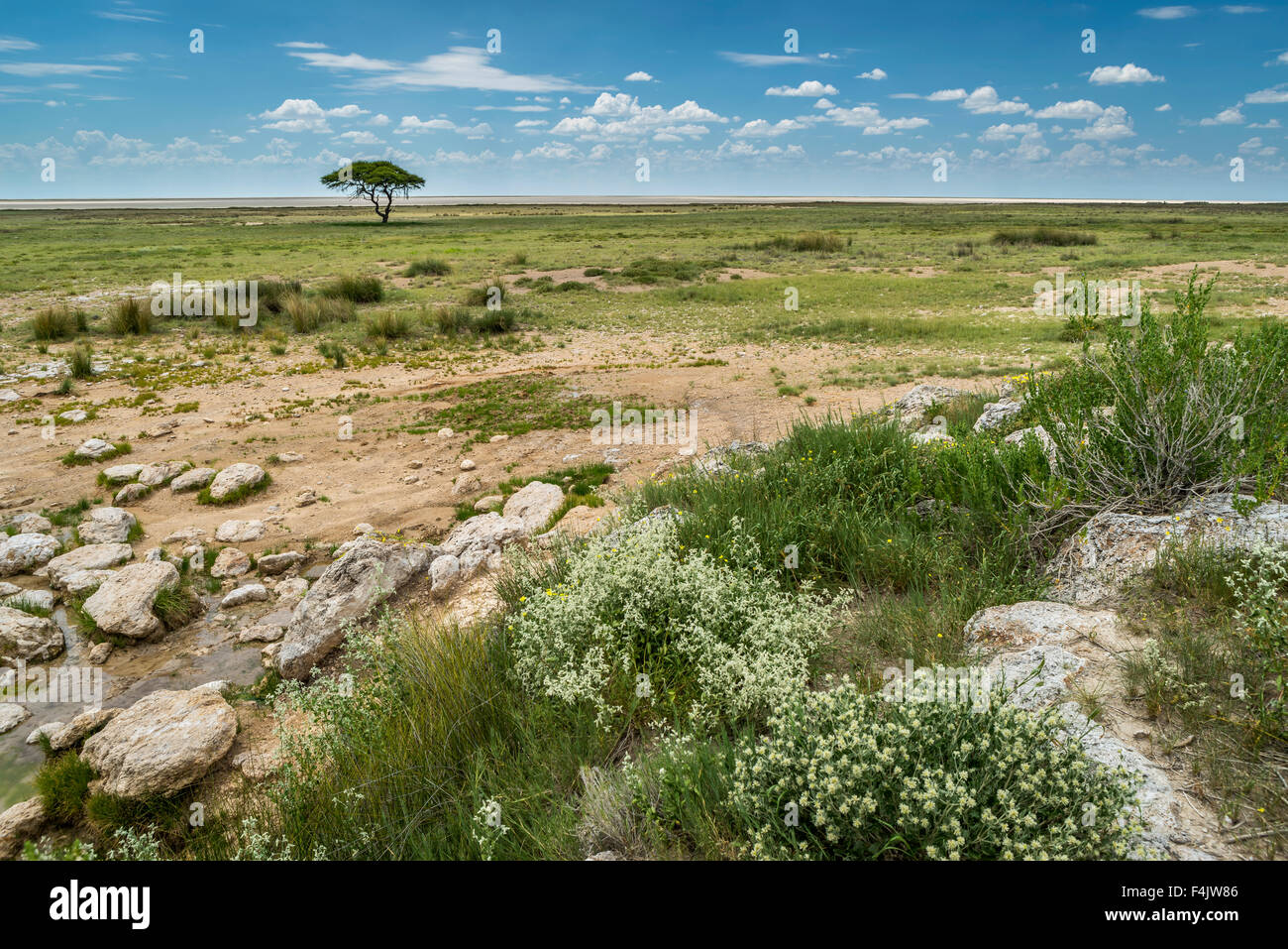 Landscape in Etosha National Park, Namibia, Africa Stock Photo - Alamy