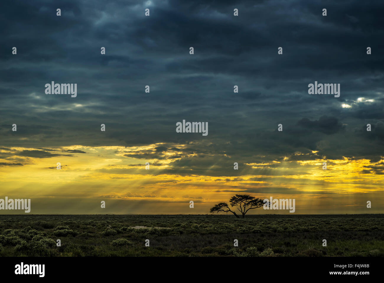 Sunset with god rays and a lone acacia tree, Etosha National Park ...