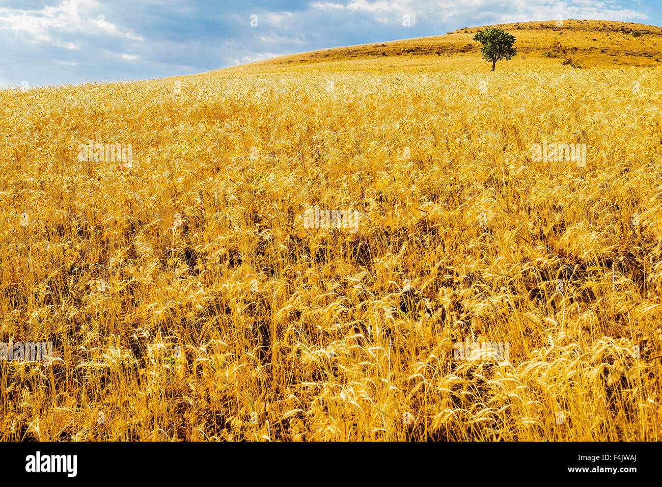 Wheat tree hi-res stock photography and images - Alamy
