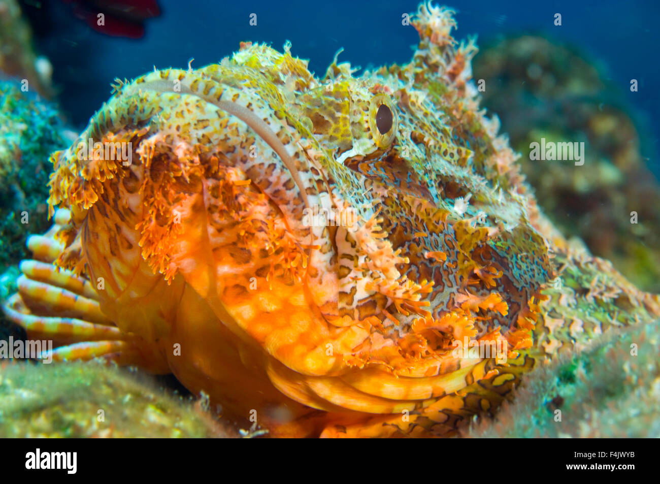 Orange scorpionfish hi-res stock photography and images - Alamy