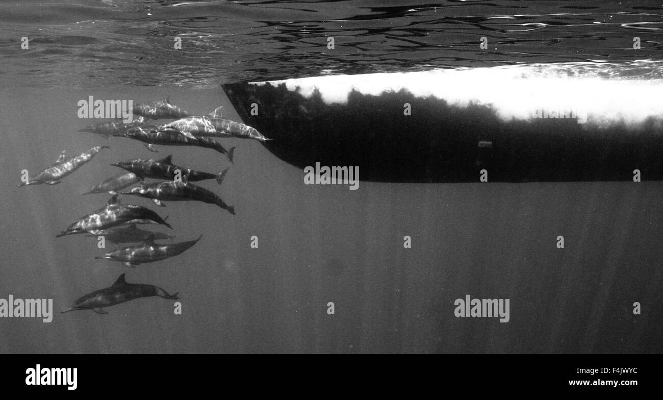 Dolphins not zoo Black and White Stock Photos & Images - Alamy