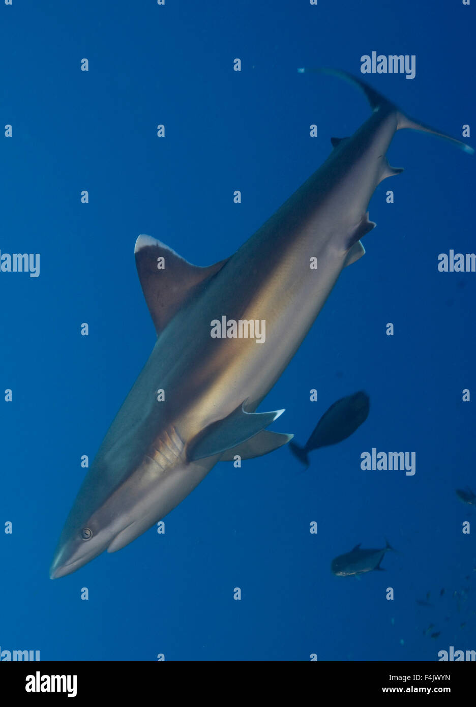 Kimbe bay shark hi-res stock photography and images - Alamy