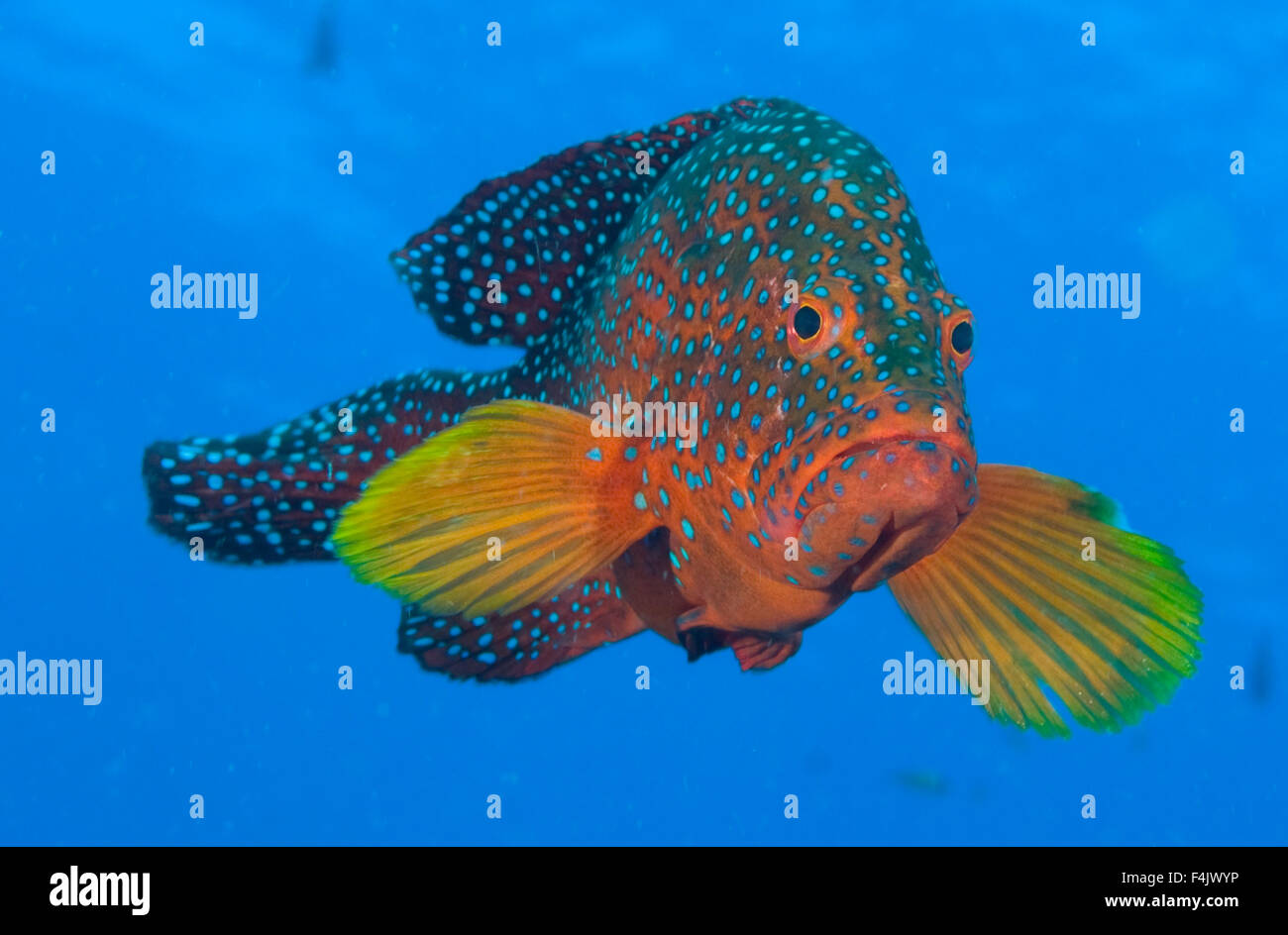 Coral grouper hi-res stock photography and images - Alamy