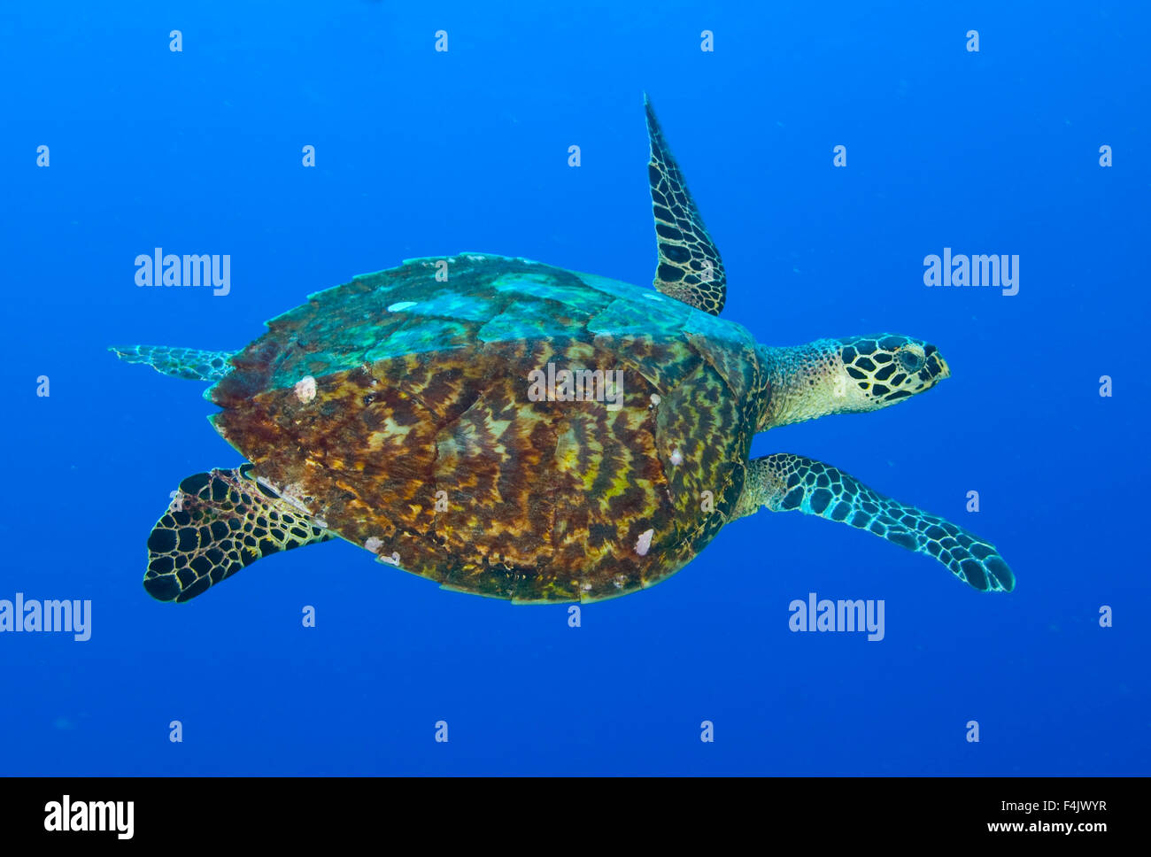 Hawksbill turtle hi-res stock photography and images - Alamy