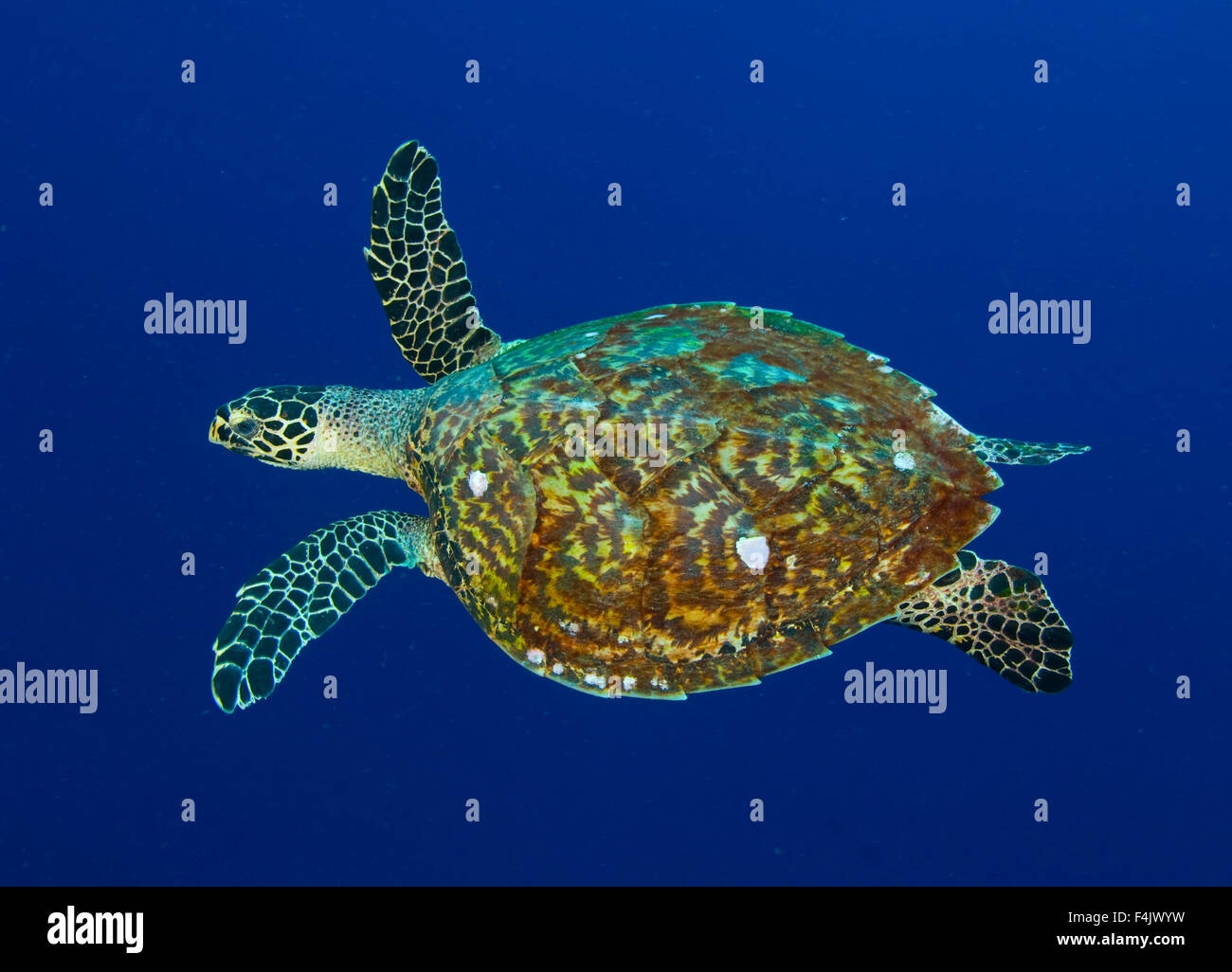 Hawksbill sea turtle hi-res stock photography and images - Alamy