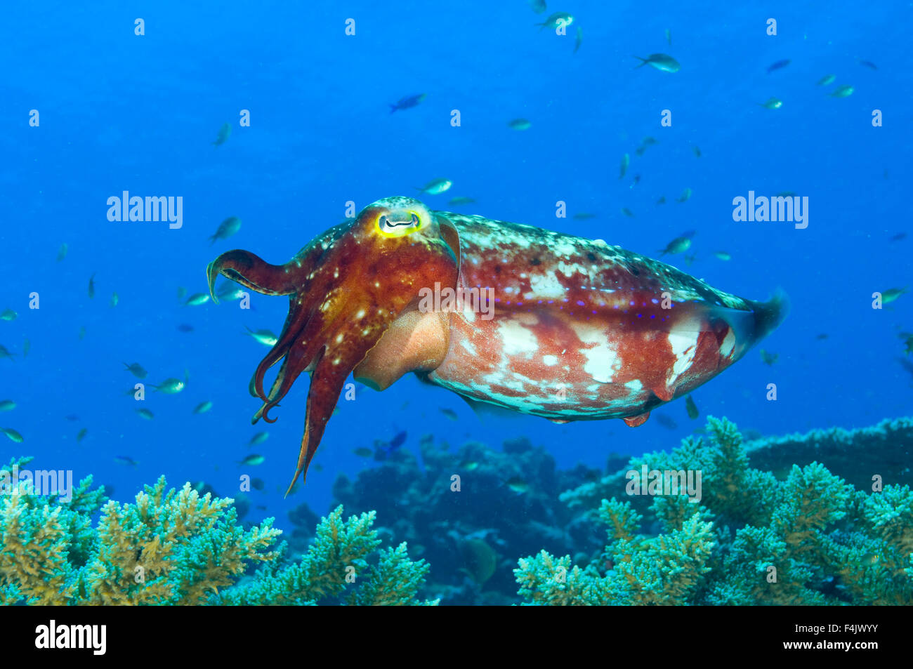 Cuttlefish hi-res stock photography and images - Alamy