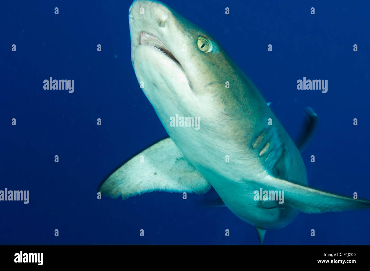 Whitetip reef shark hi-res stock photography and images - Alamy