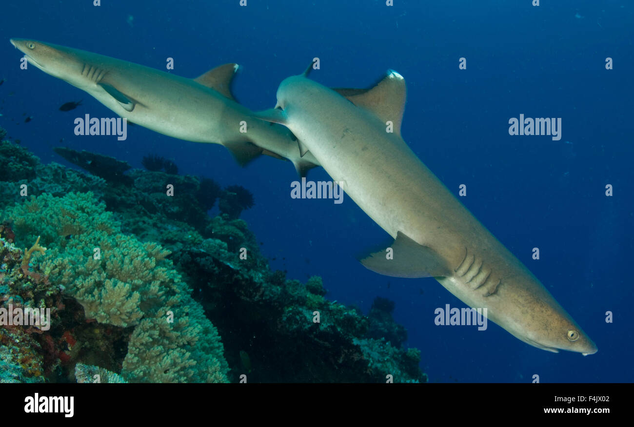 2 shark hi-res stock photography and images - Alamy