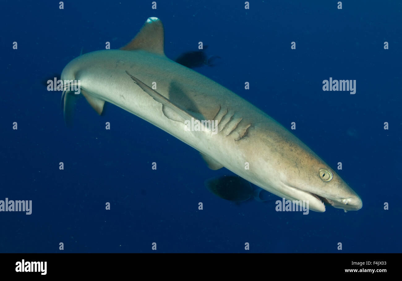 Whitetip Reef Shark Stock Photo - Alamy