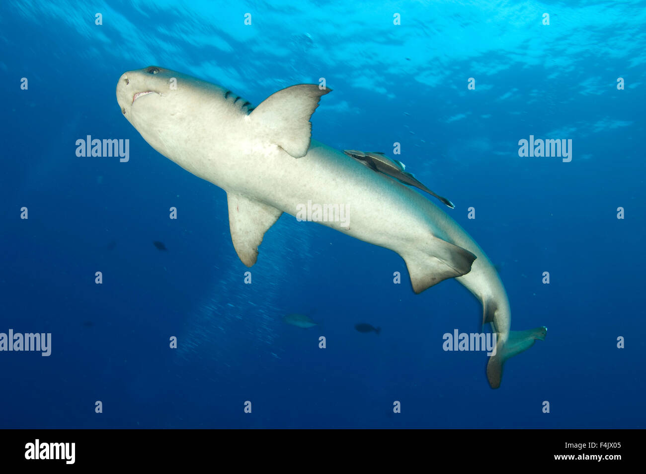 Whitetip Reef Shark Stock Photo - Alamy