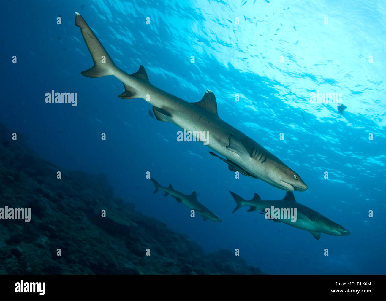 Whitetip reef shark Stock Photo - Alamy