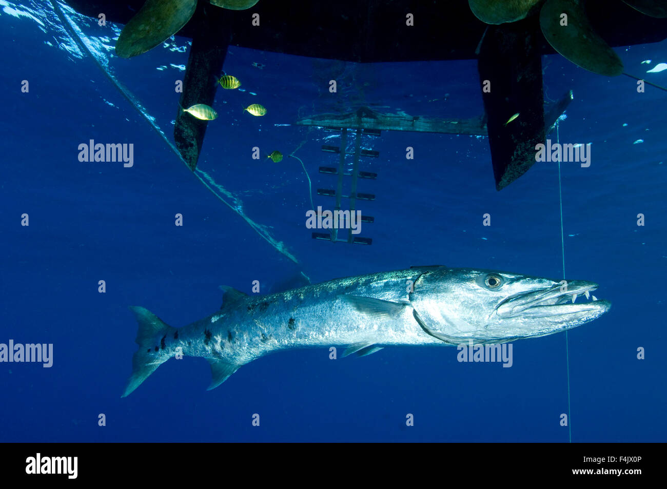 Great barracuda sphyraena barracuda kimbe hi-res stock photography and ...