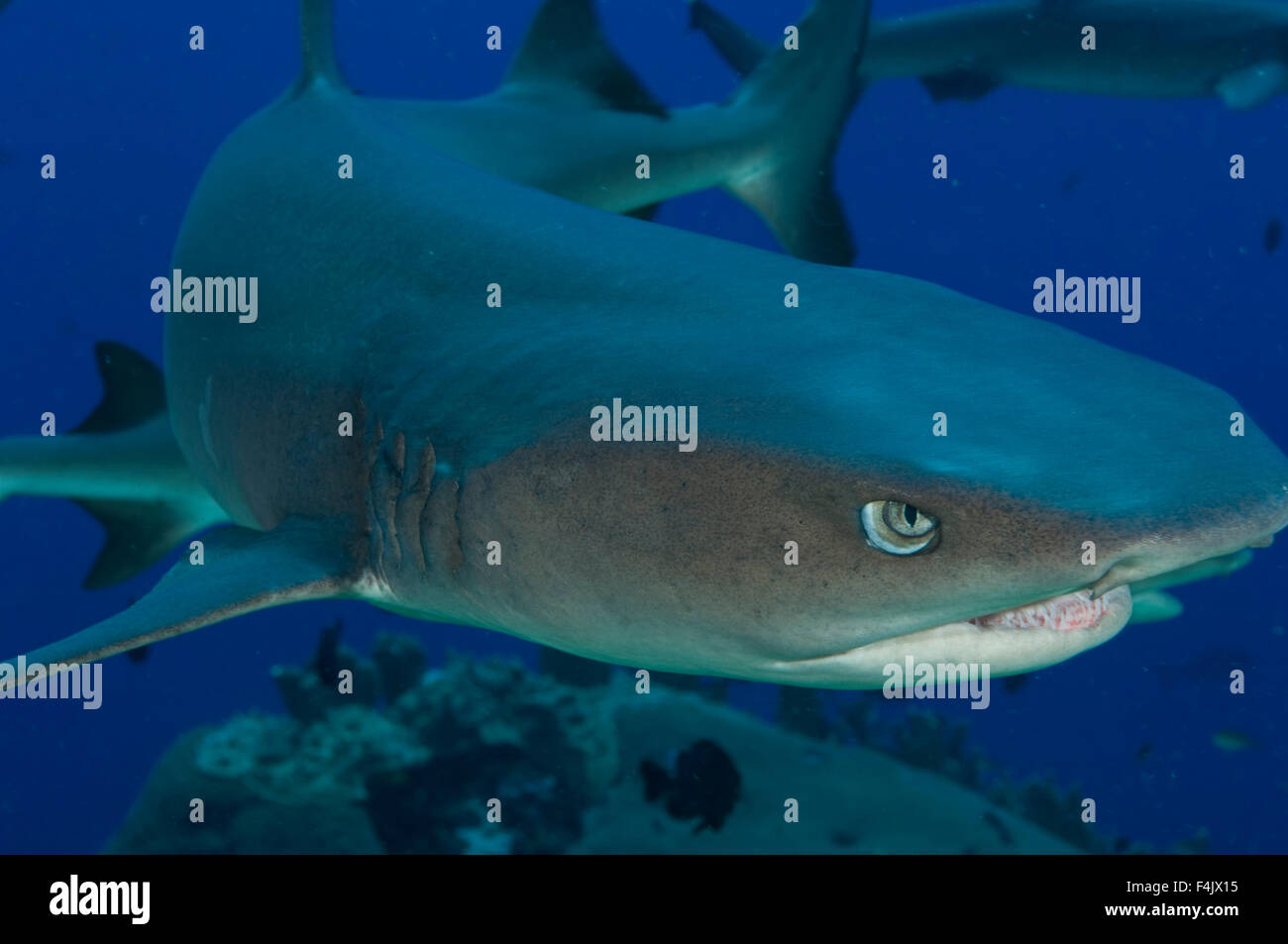 Whitetip reef shark Stock Photo - Alamy
