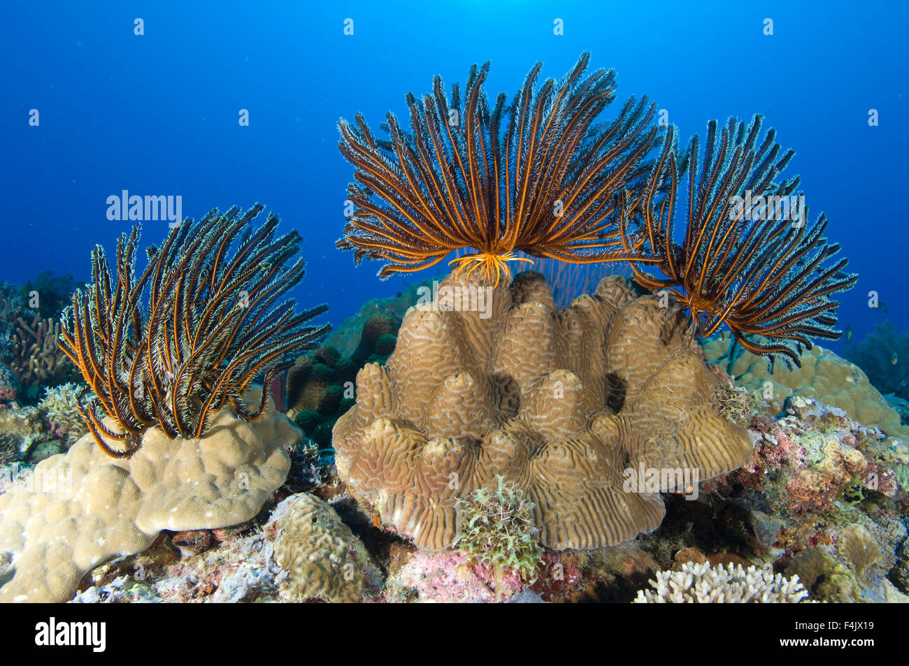 Featherstars hi-res stock photography and images - Alamy