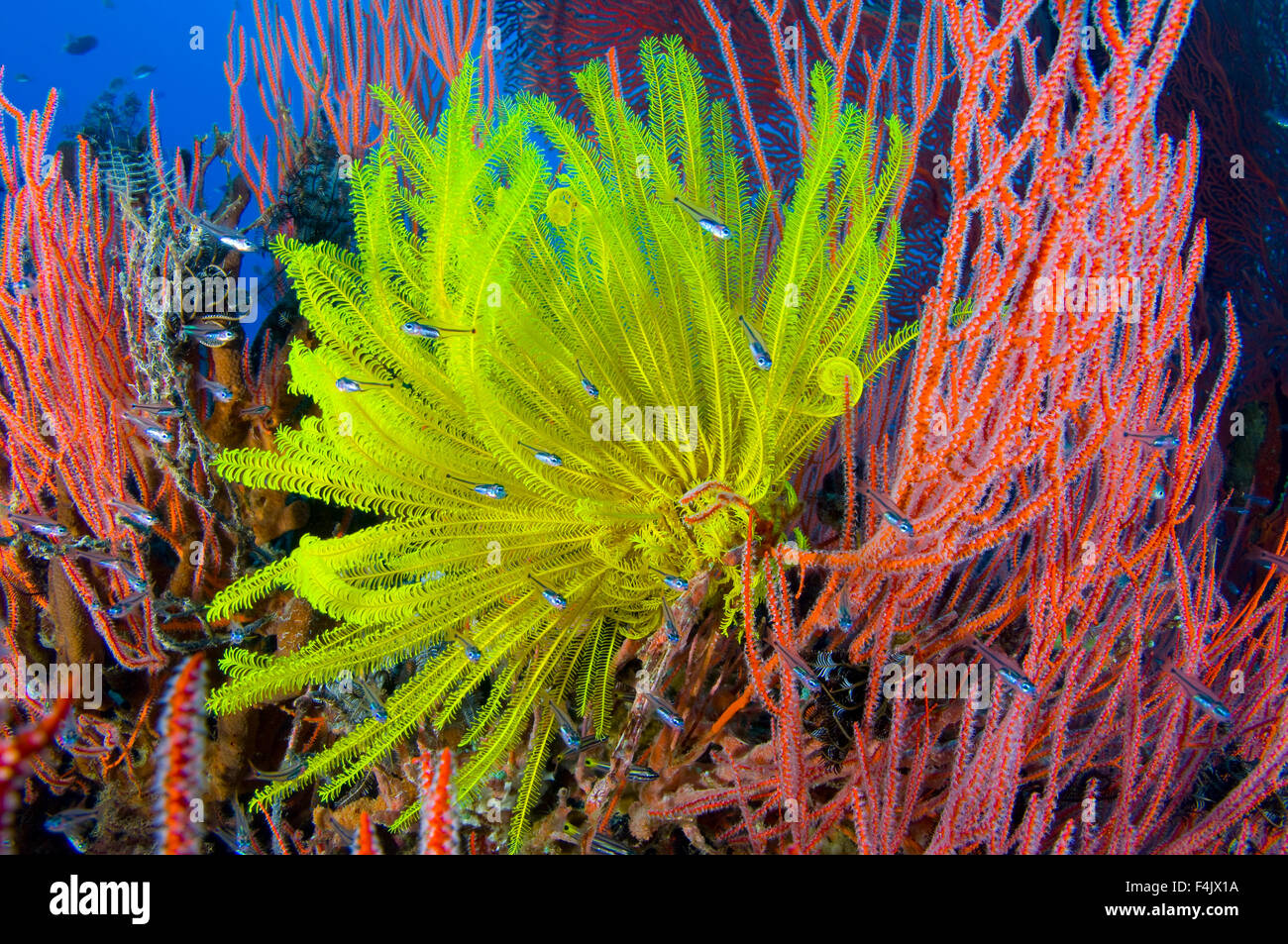 Yellow crinoid hi-res stock photography and images - Alamy
