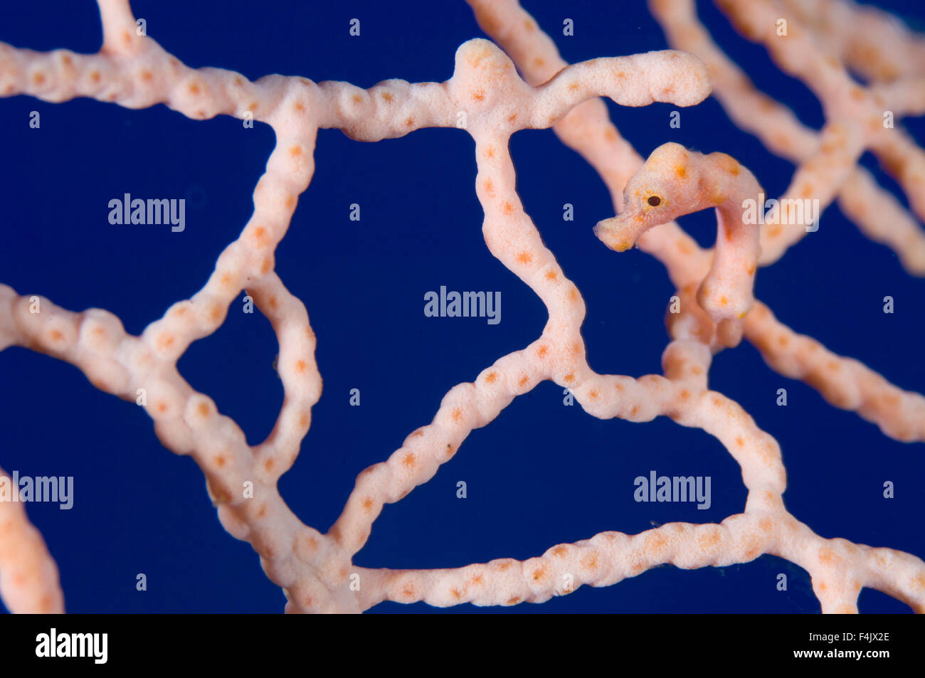 Pygmy seahorse hi-res stock photography and images - Alamy