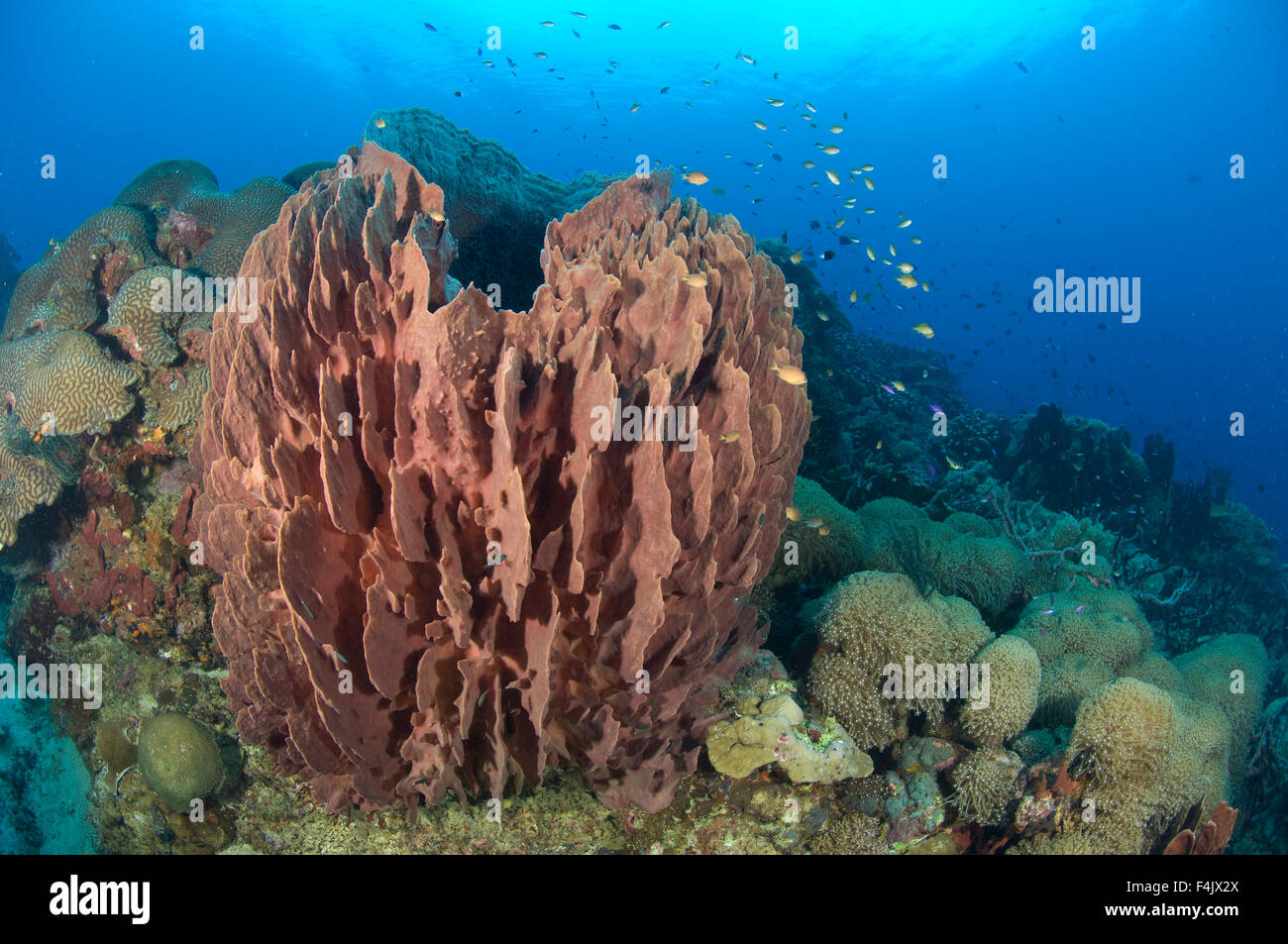 Sponge attached hi-res stock photography and images - Alamy