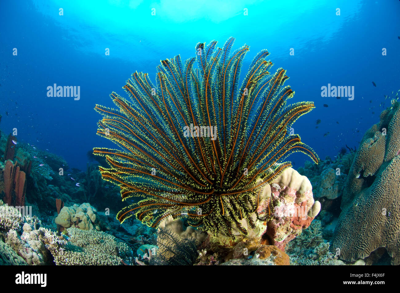 Feather star hi-res stock photography and images - Alamy