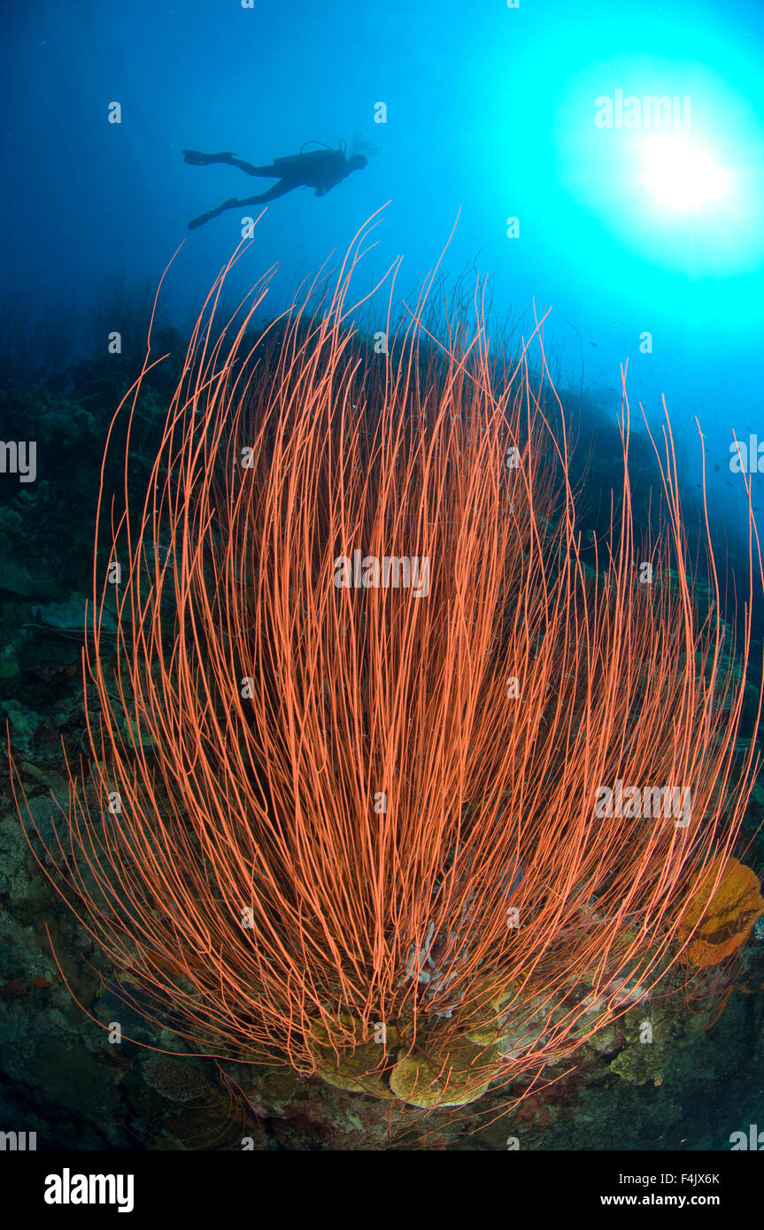 Sea whip with diver Stock Photo - Alamy
