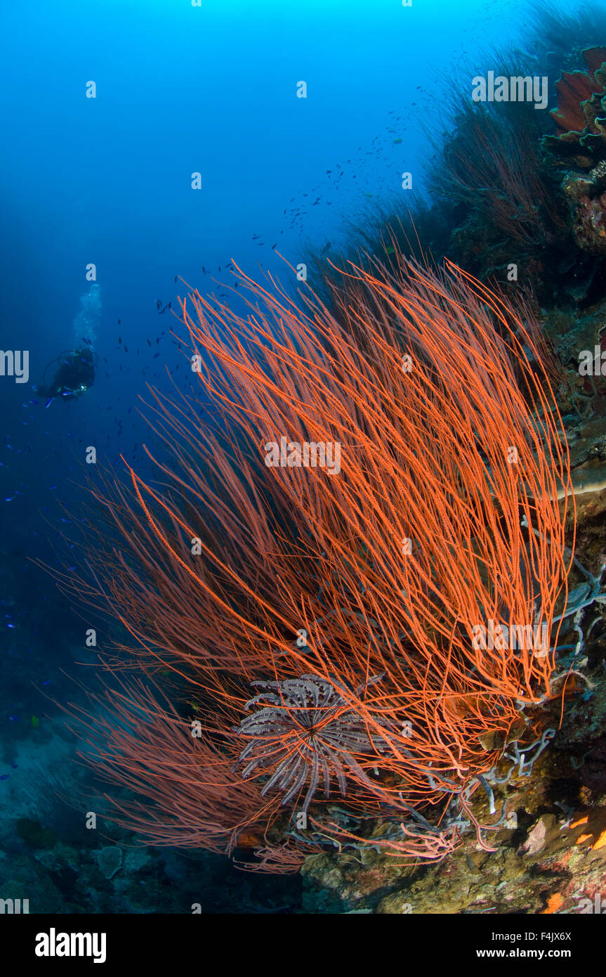 sea whip with diver Stock Photo - Alamy