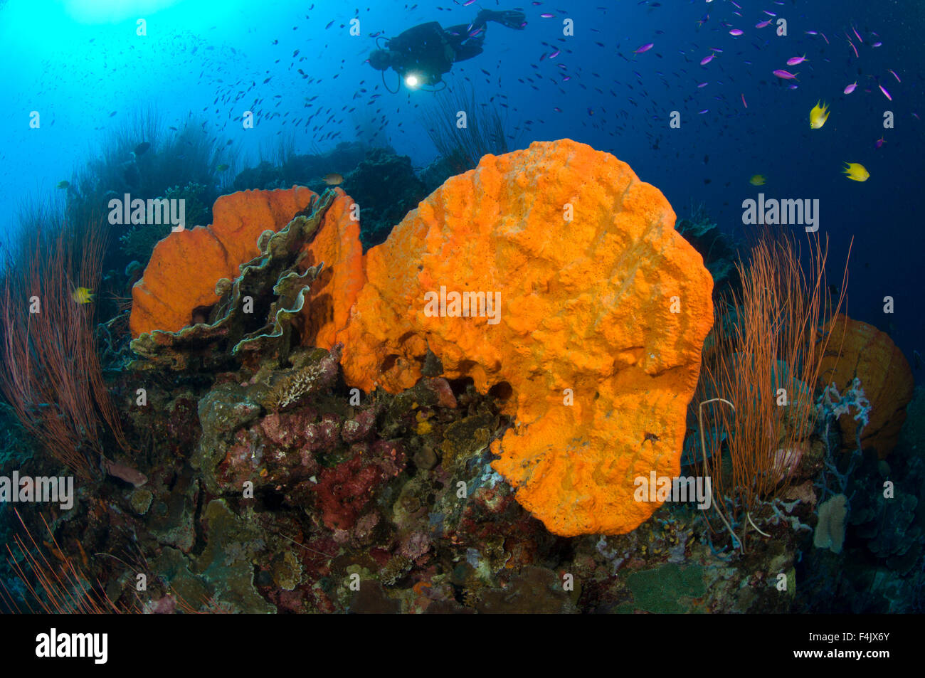orange sponge with diver Stock Photo - Alamy