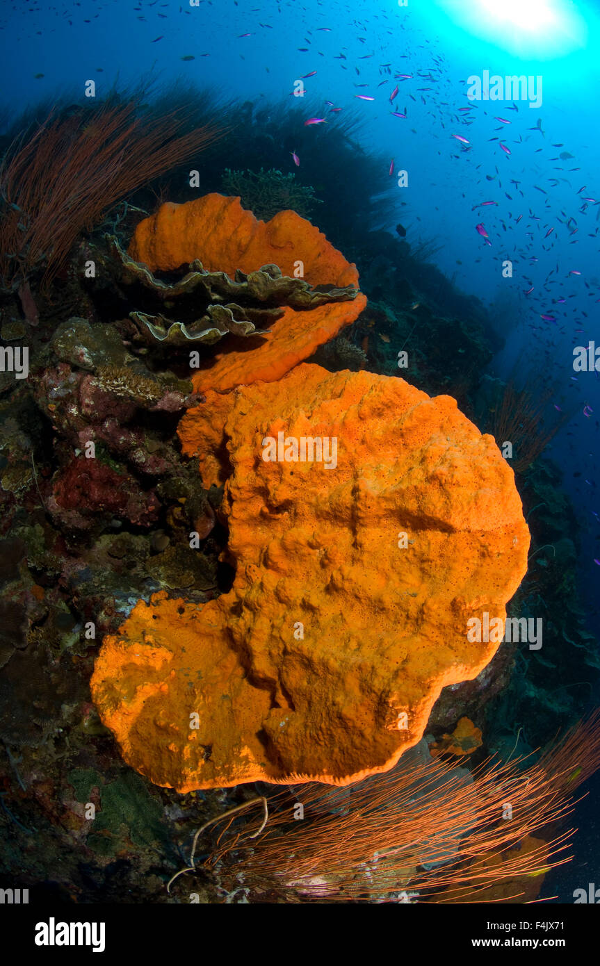 bright orange sponge Stock Photo - Alamy