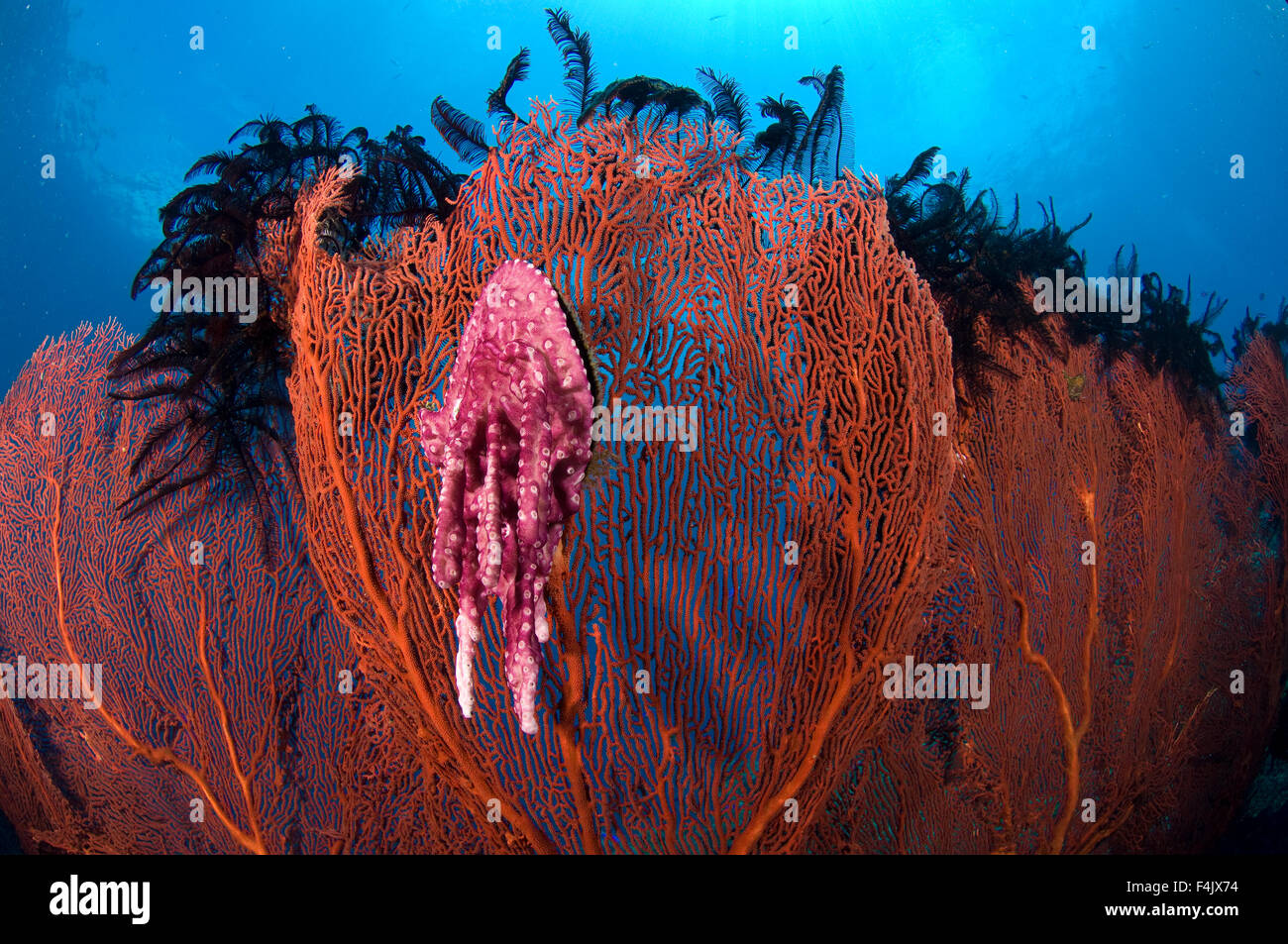 sea fan with clam Stock Photo - Alamy