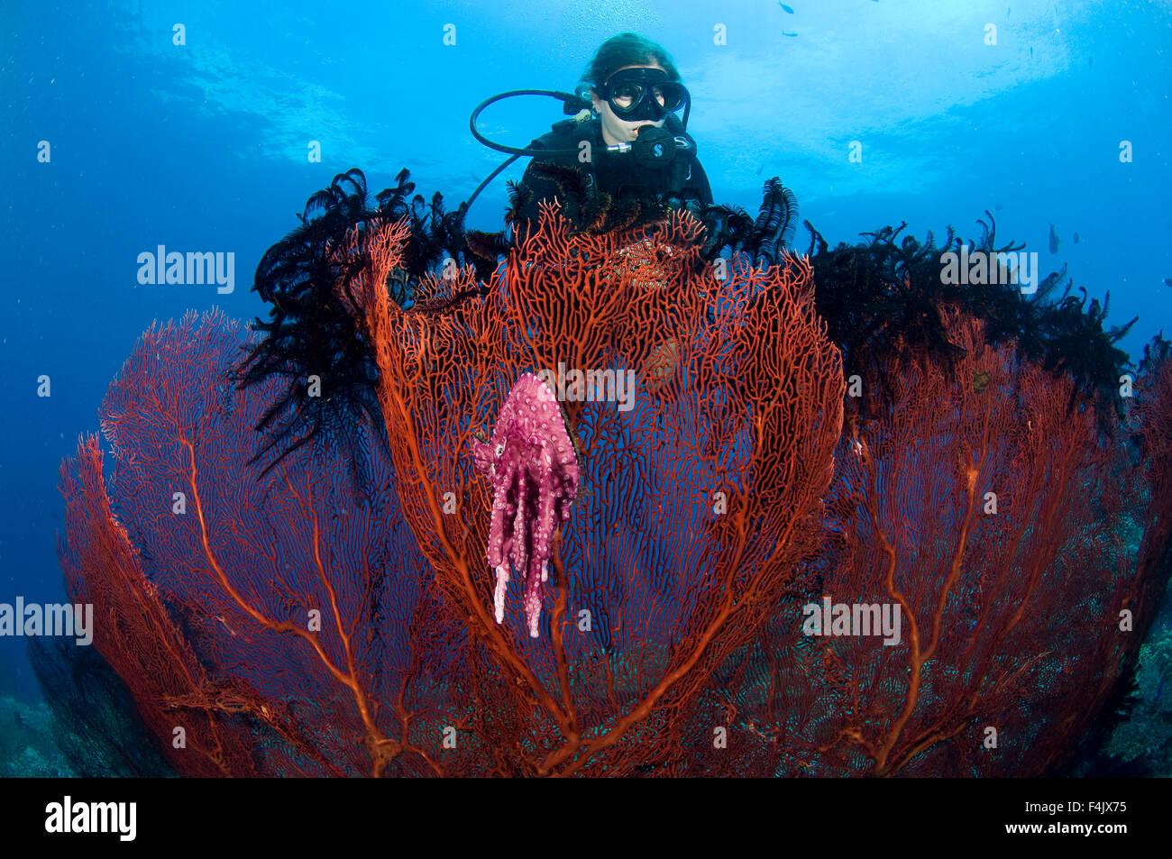 sea fan with clam Stock Photo - Alamy